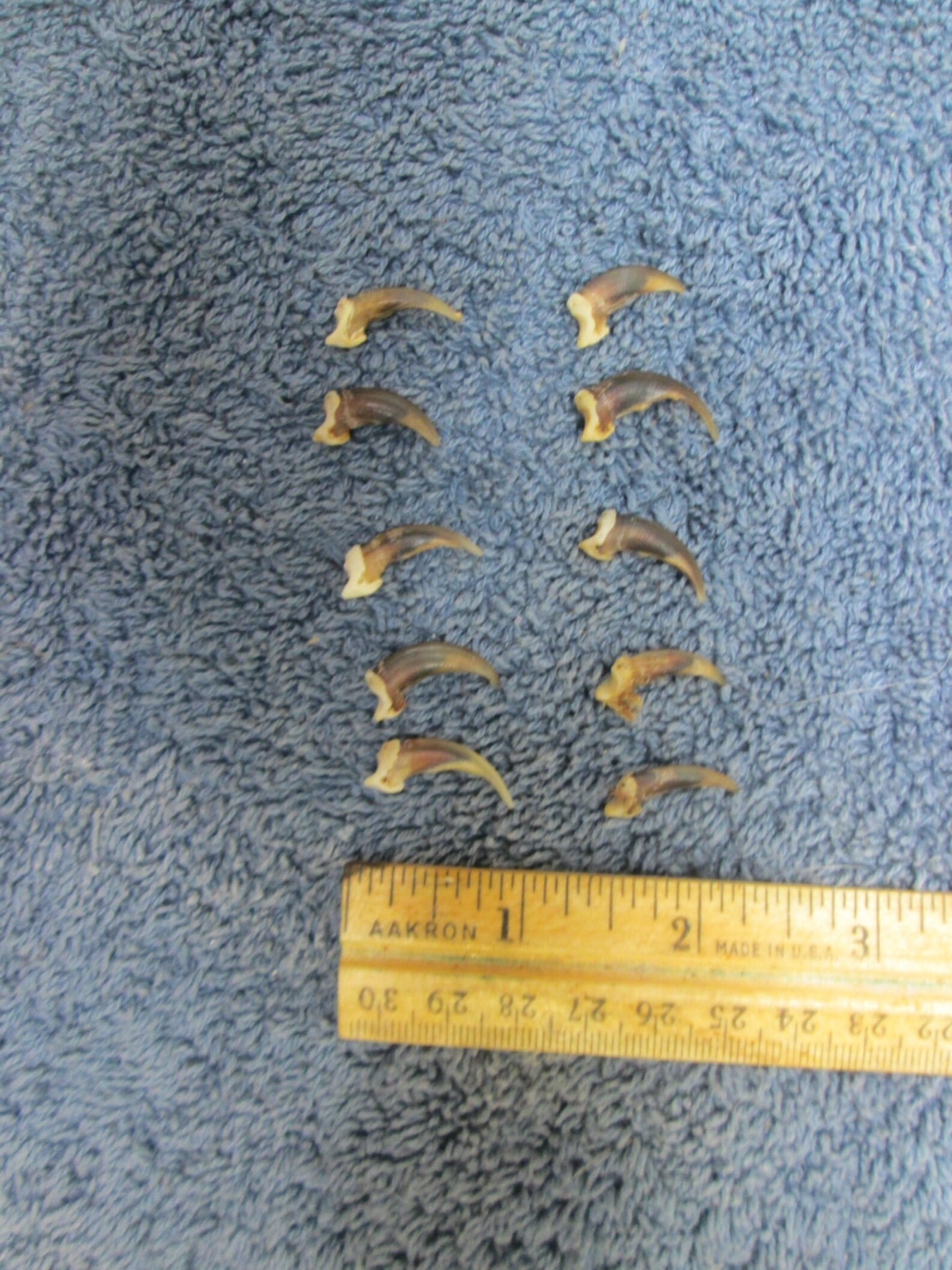 10 Real Nice Large Sized Red Fox Claws Great for Crafts - Etsy
