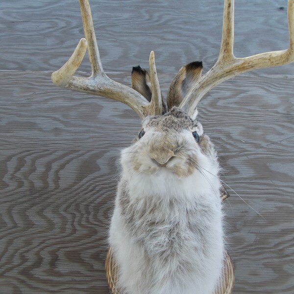 Jackalope - Etsy