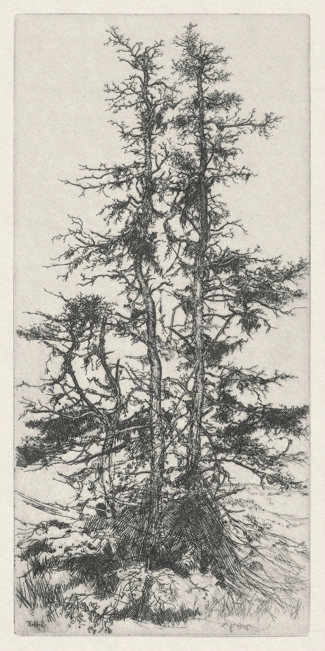 Botanical Wall Art Vintage Tree Drawing Tree Illustration | Etsy