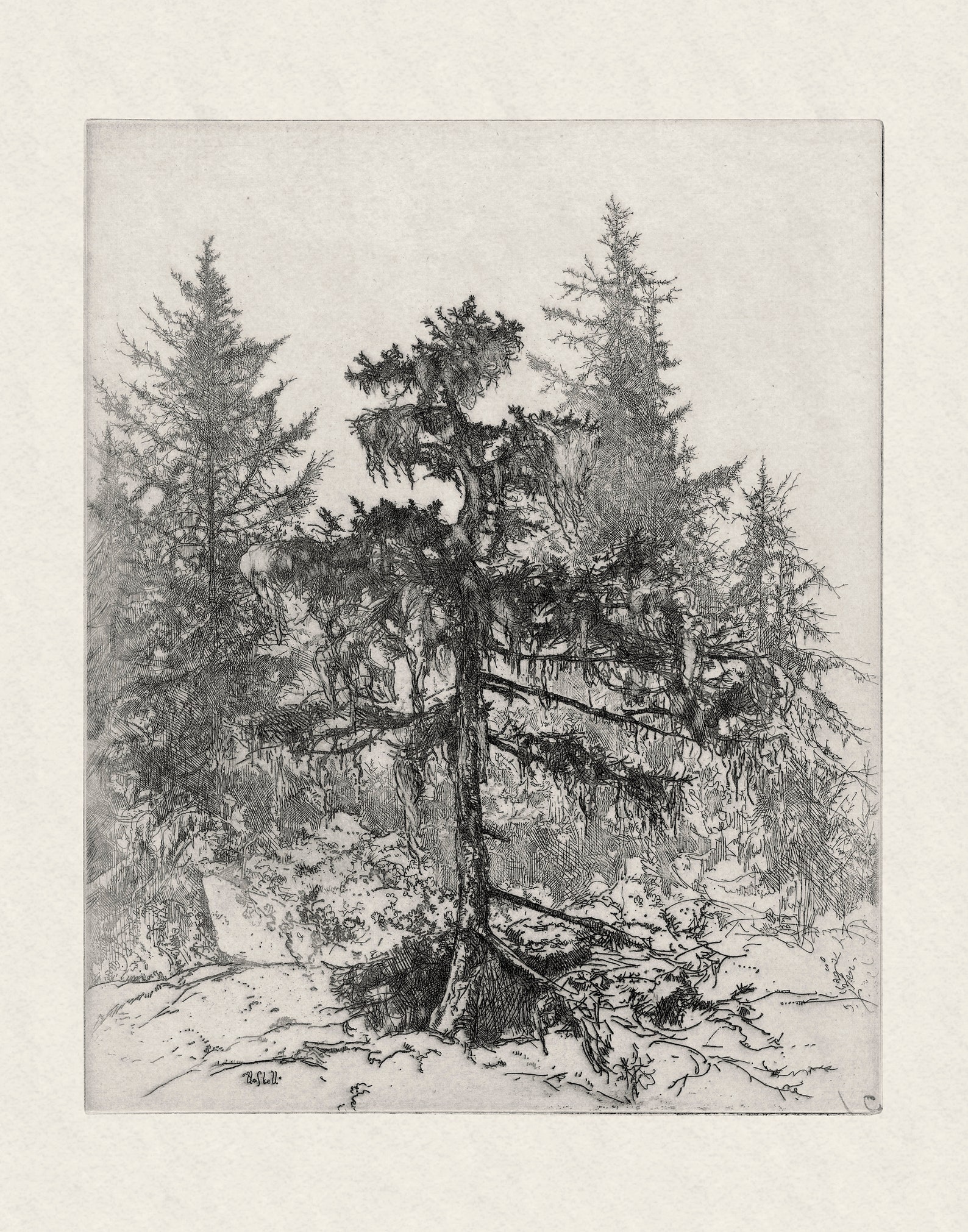 Vintage Art Tree Drawing Vintage Sketch Tree Sketch | Etsy