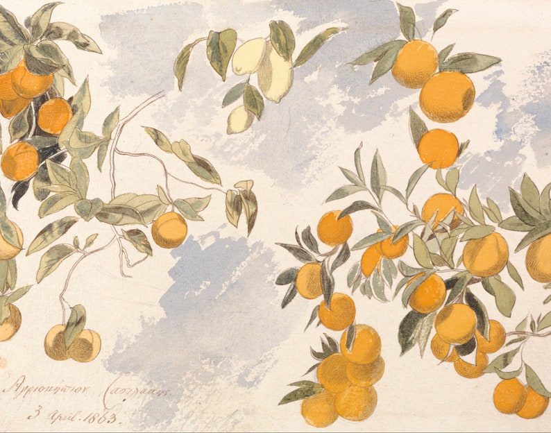 Vintage Orange Botanical Art Prints: Summer Still Life Painting ...
