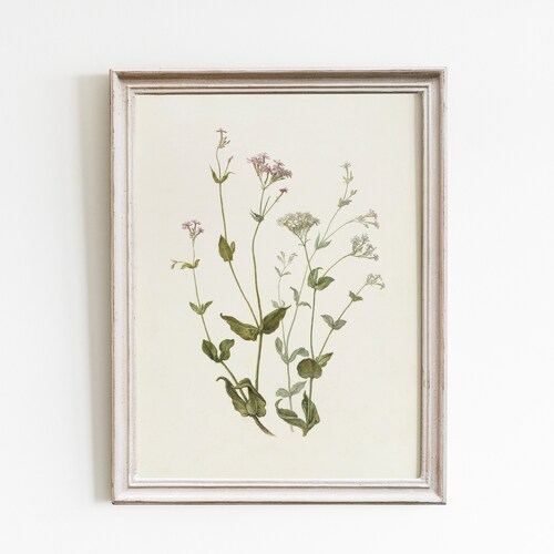 Vintage Botanical Print Flower Illustration Antique Floral - Etsy