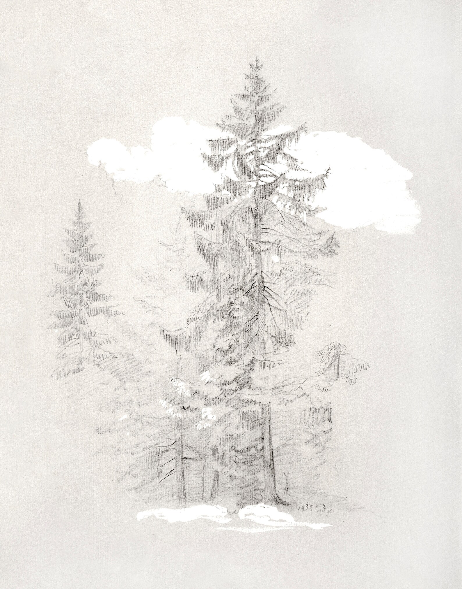 Vintage tree sketch art print nature drawing botanical | Etsy