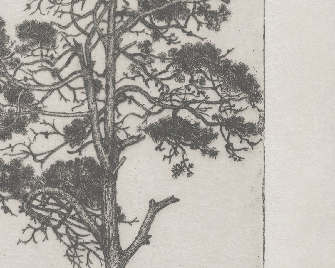 Botanical sketch vintage drawing tree sketch antique | Etsy