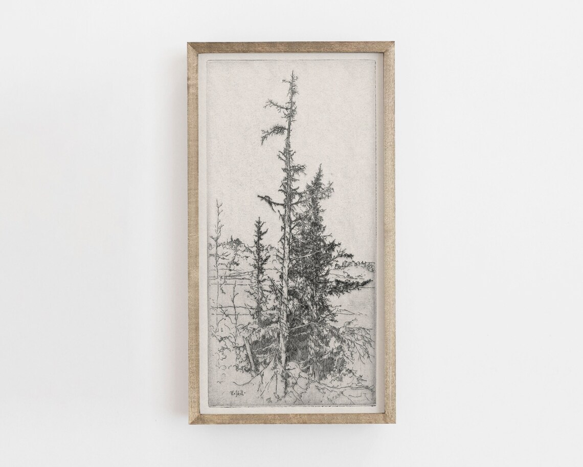 Vintage Tree Sketch Drawing Nature Art Pine Tree Ink Print - Etsy
