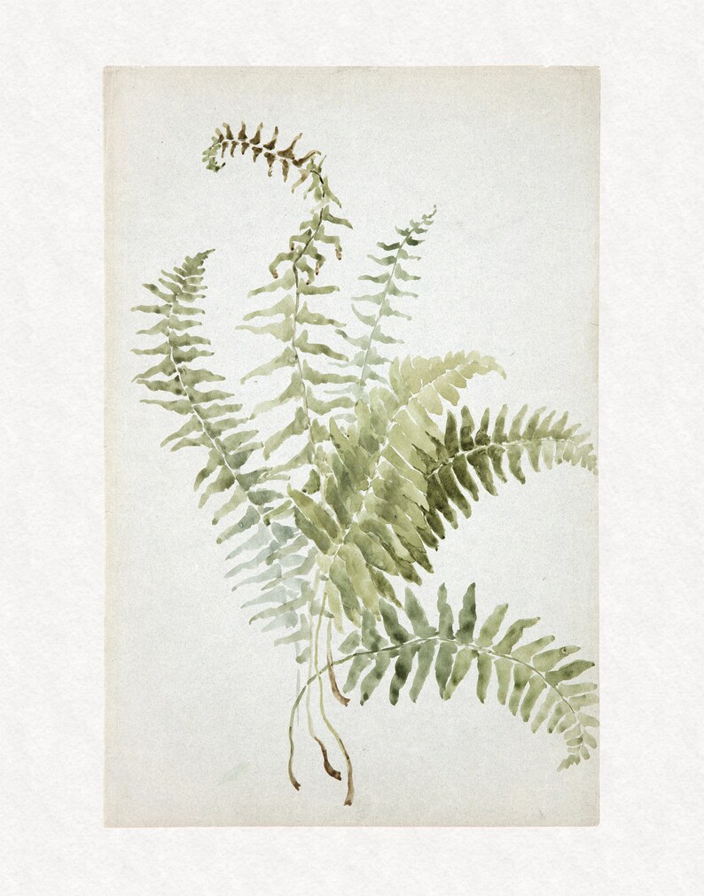 Botanical Print Nature Art Fern Art Plant Wall Art - Etsy