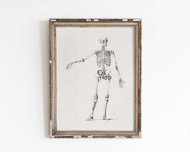 Vintage Skeleton Art Print: Halloween Macabre Decor (digital Download ...