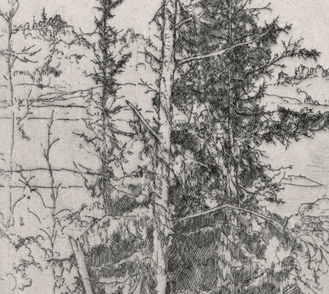 Vintage Tree Sketch Drawing Nature Art Pine Tree Ink Print - Etsy