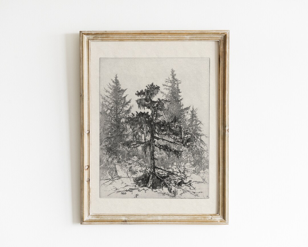 Vintage Art, Tree Drawing, Vintage Sketch, Tree Sketch, Antique Tree ...