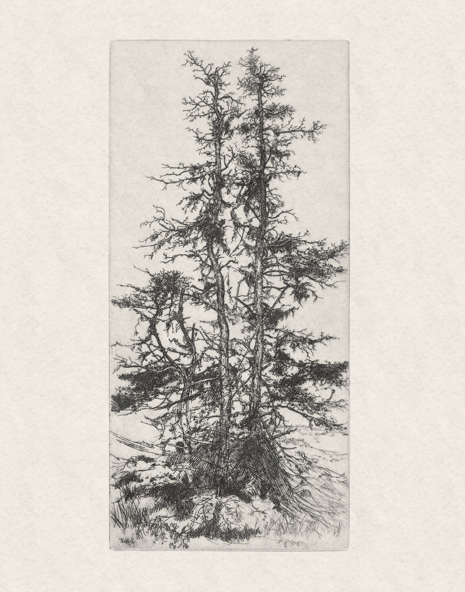 Vintage Tree Art Tree Prints Vintage Nature Prints Antique - Etsy