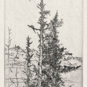 Vintage Tree Sketch Drawing, Nature Art, Pine Tree Ink Print, Vintage ...