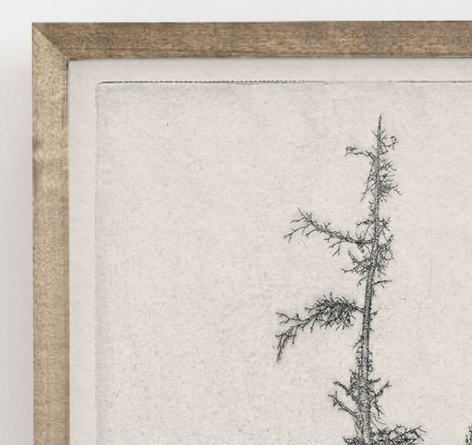 Vintage Tree Sketch Drawing Nature Art Pine Tree Ink Print - Etsy