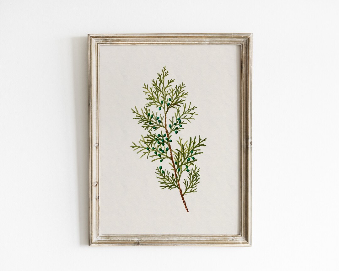 Vintage Juniper Berry Botanical Print: Rustic Christmas Wall Art ...