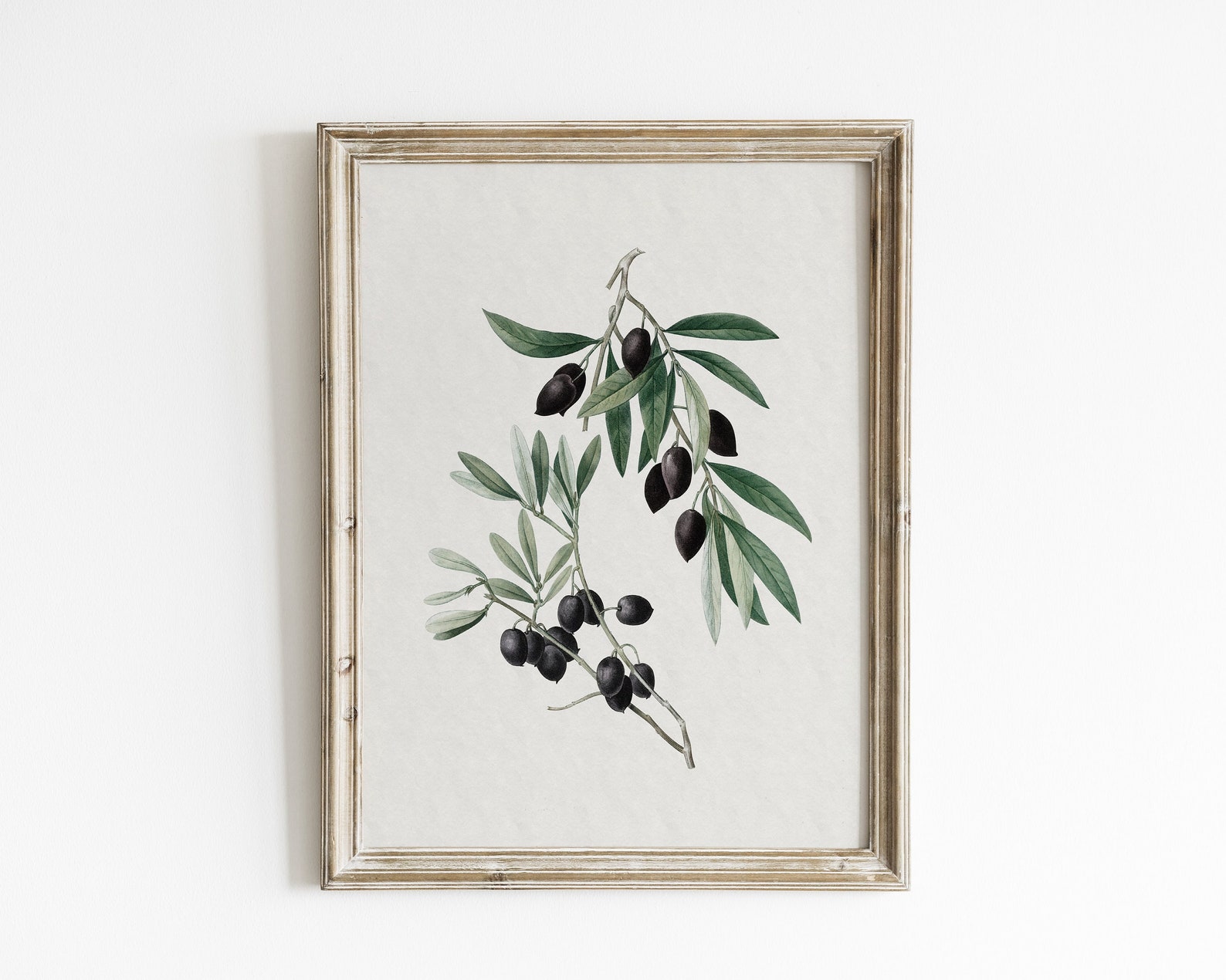 Olive Branch Print Vintage Olive Botanical Drawing Botanical - Etsy