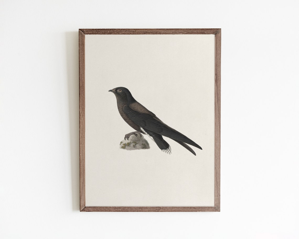 Vintage Bird Print Neutral Bird Illustration Vintage - Etsy