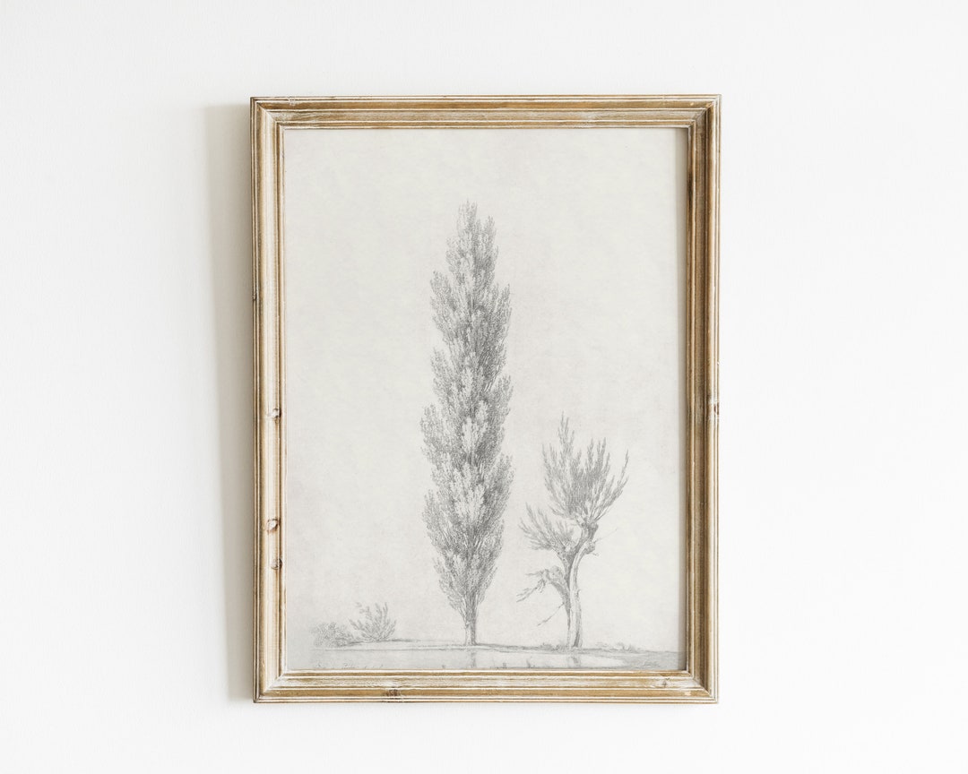 Vintage Poplar Tree Sketch: Botanical Art Print (digital Download) - Etsy