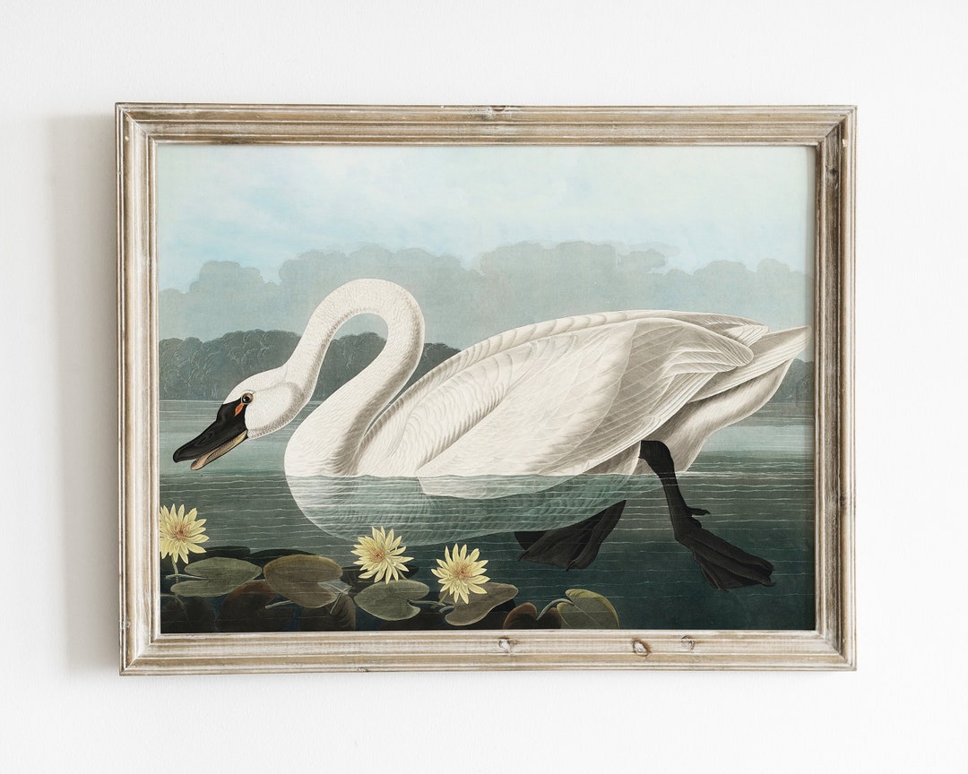 Vintage Swan Print, Audubon Bird Print, Birds of America, Antique Swan ...