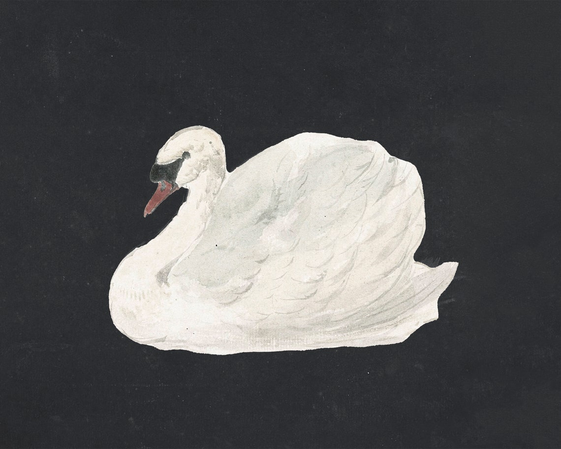 Vintage Swan Print Antique Swan Painting Vintage Nursery - Etsy