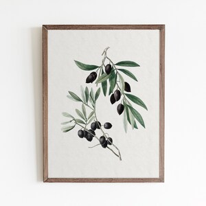 Olive Branch Print, Vintage Olive Botanical Drawing, Botanical Print ...