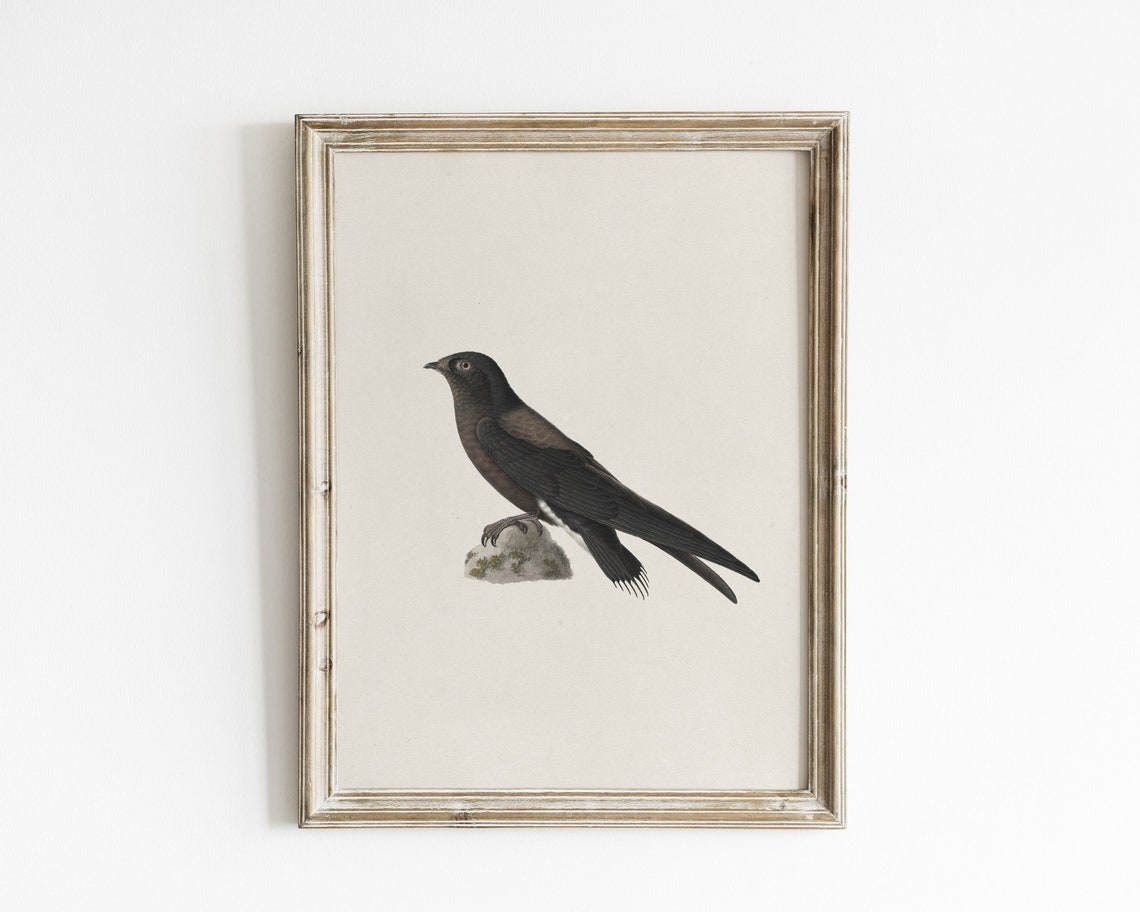 Vintage Bird Print Neutral Bird Illustration Vintage - Etsy