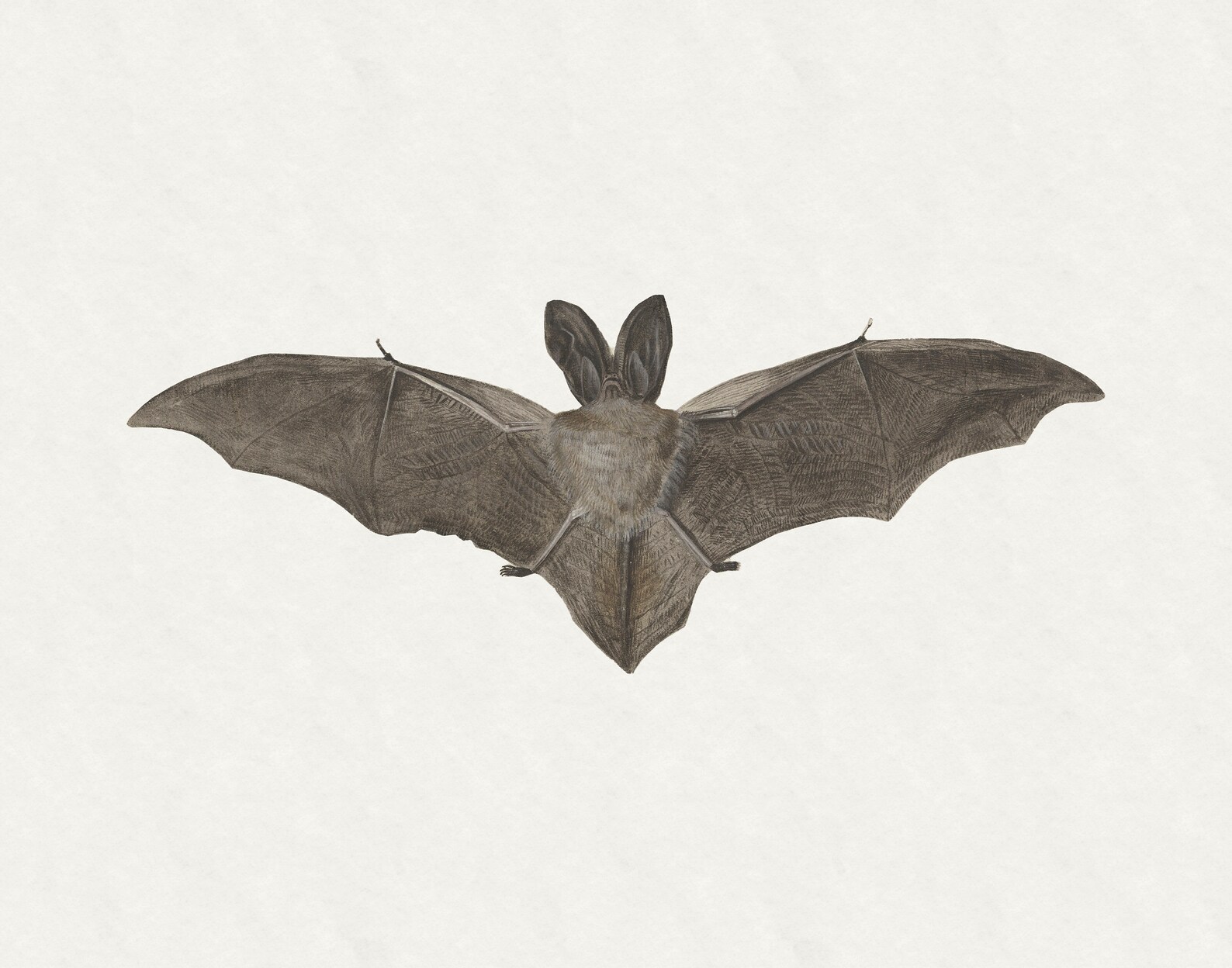 Bat Painting Vintage Halloween Art Print Bat Wall Decor - Etsy