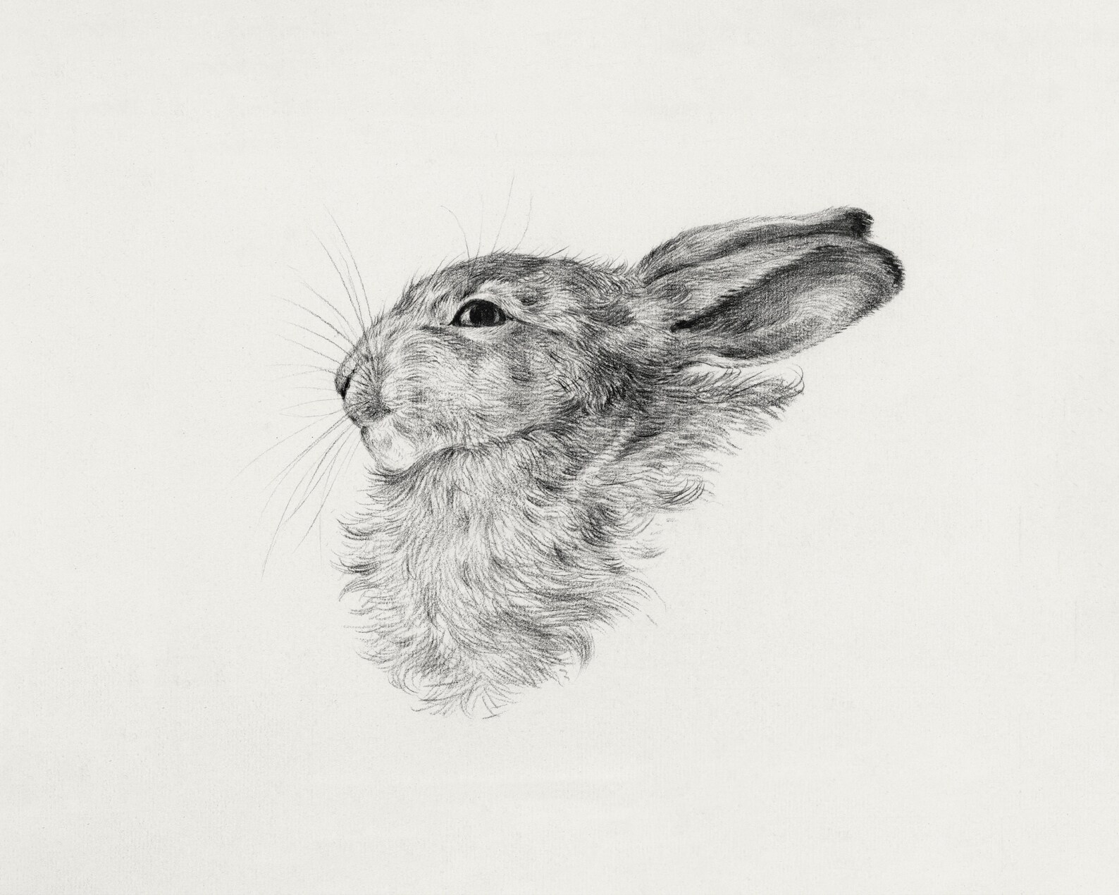 Vintage Rabbit Art Rabbit Drawing Easter Wall Art Print - Etsy