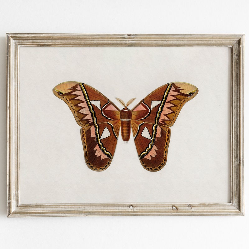Antique Moth Print - Etsy