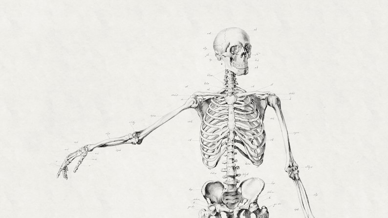 Frame TV Halloween Art Skeleton Wall Art for Samsung Frame TV | Etsy