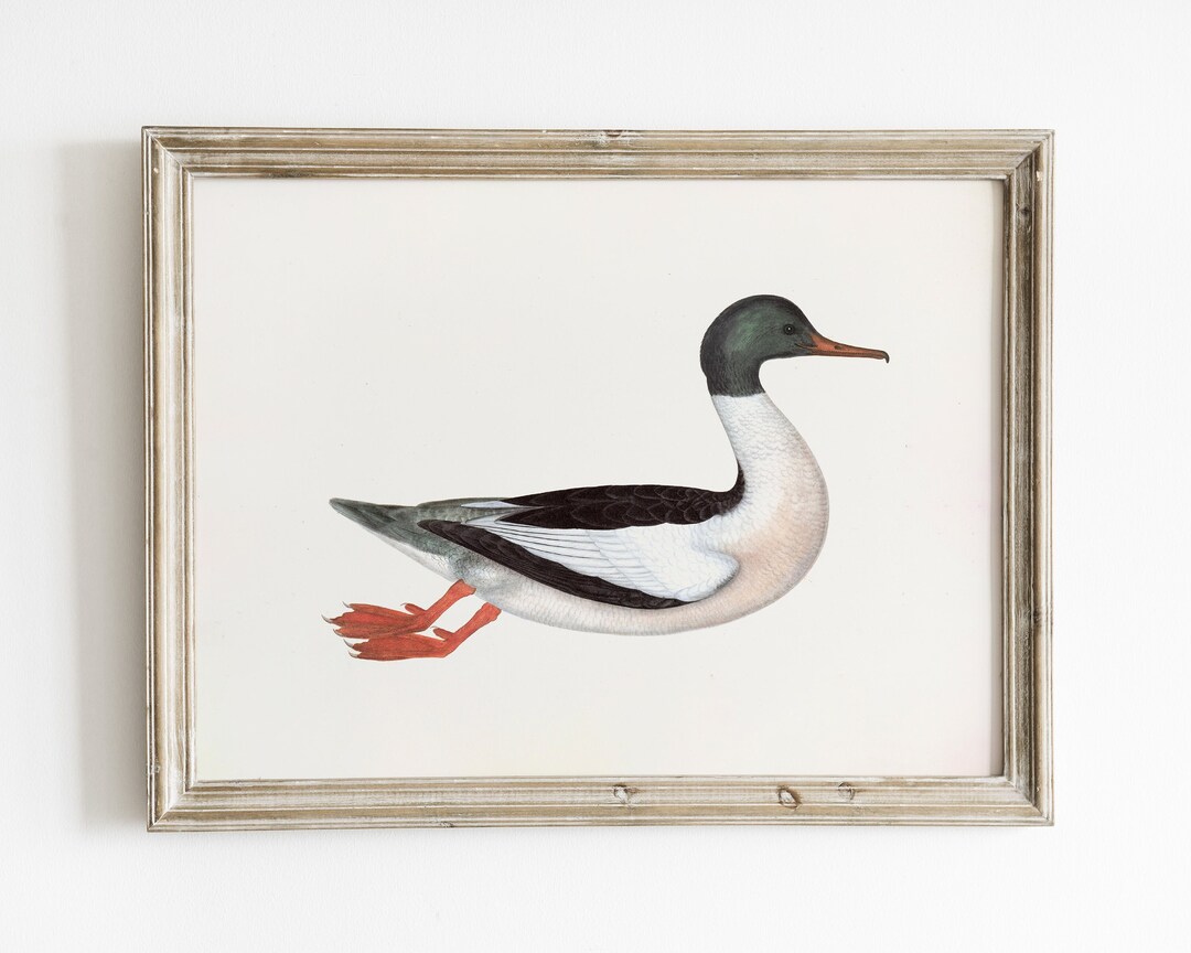 Vintage Duck Print, Antique Duck Painting, Printable Antique Art - Etsy
