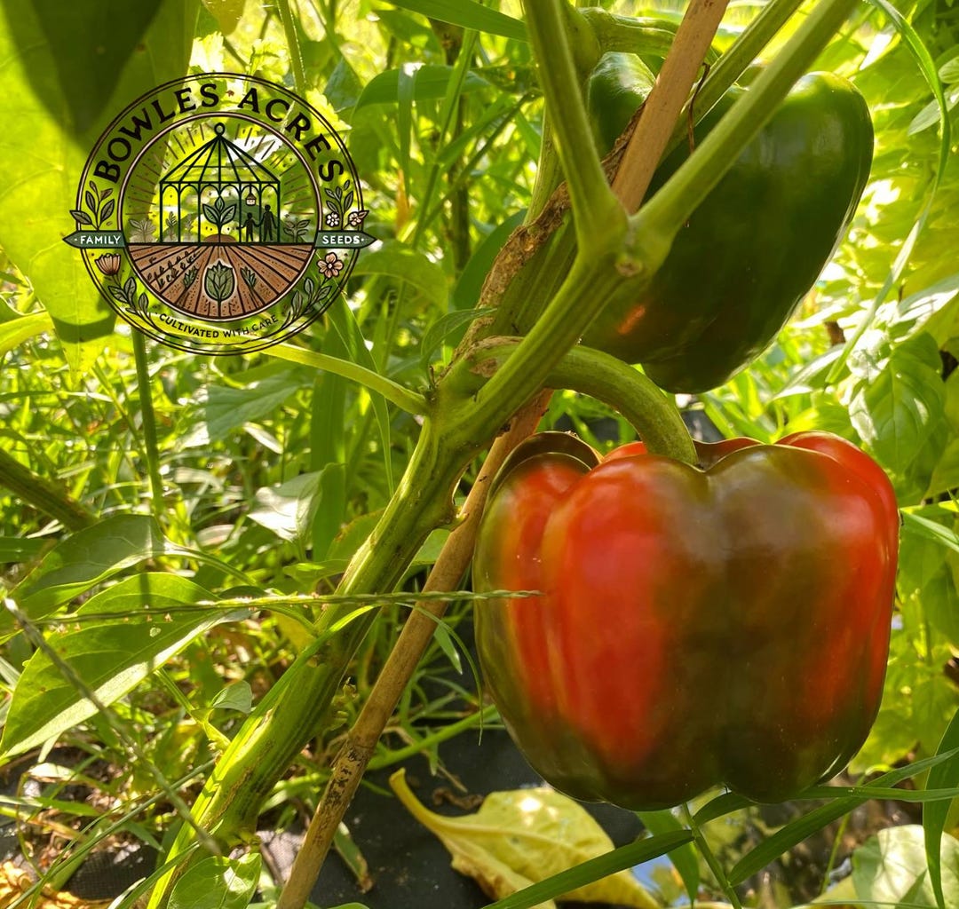 California Wonder Bell Pepper Seeds: Heirloom, Non-gmo (50+ Count) - Etsy