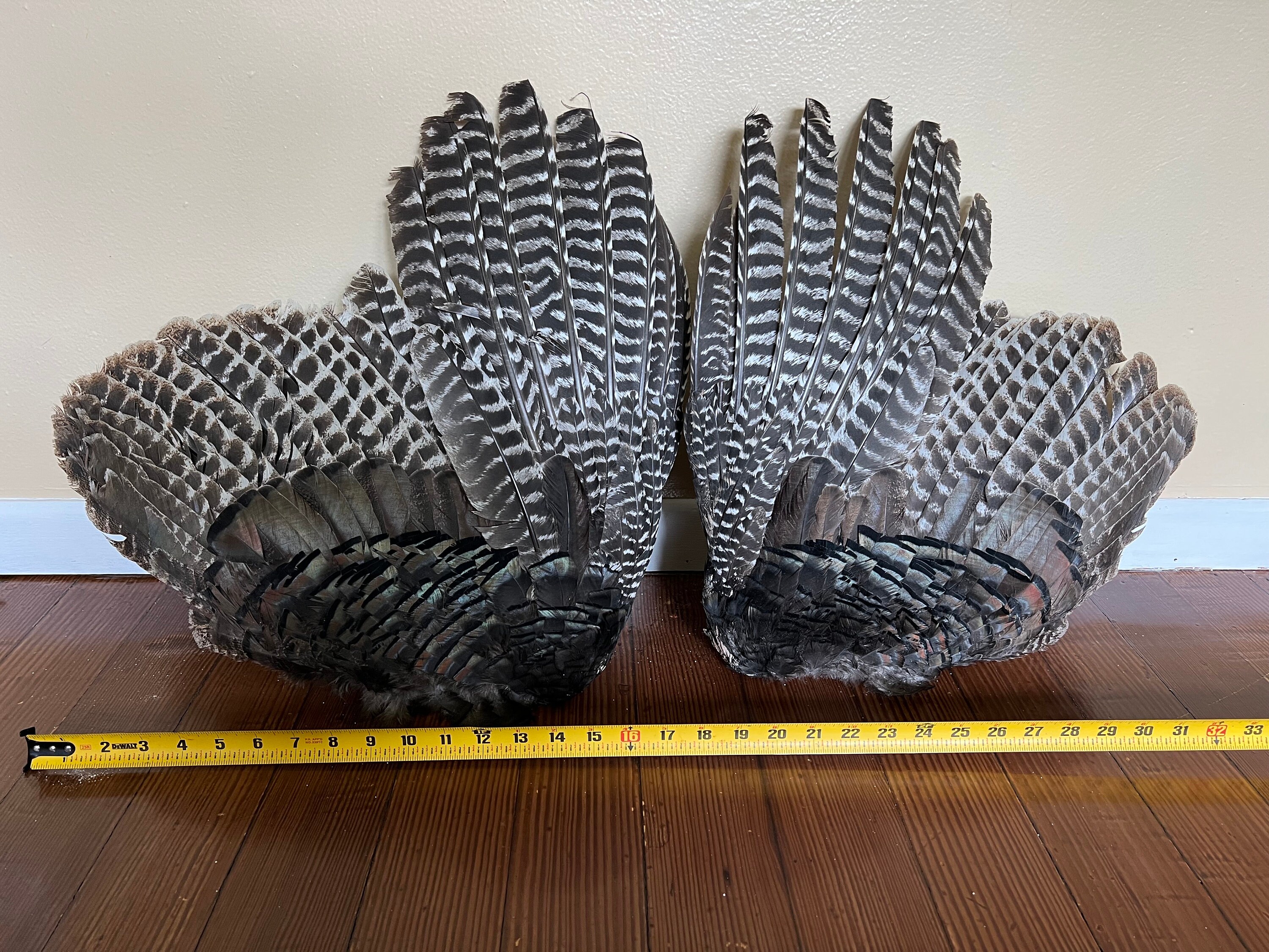 Turkey Wing Feathers Rustic Crafts Decor Outdoor Taxidermy Merriams ...