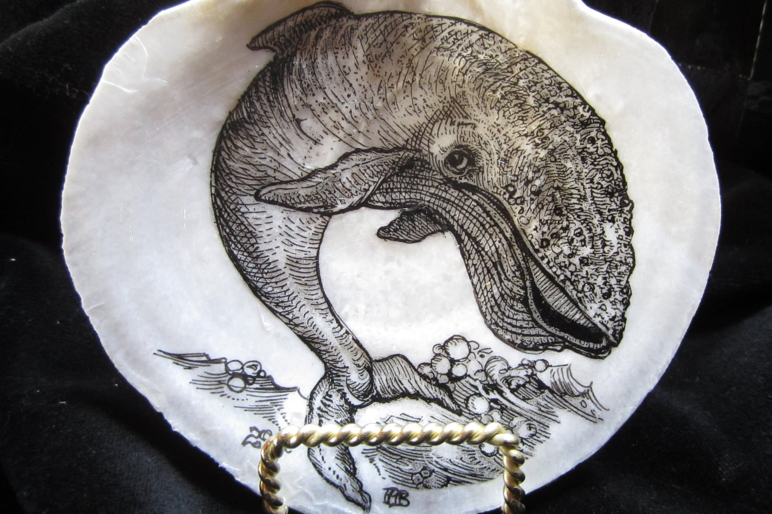 Humpback Whale on Maine Scallop Shell Shell Width About 4 Inches - Etsy