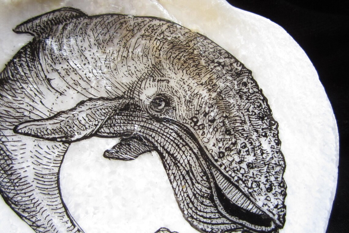 Humpback Whale on Maine Scallop Shell Shell Width About 4 Inches - Etsy
