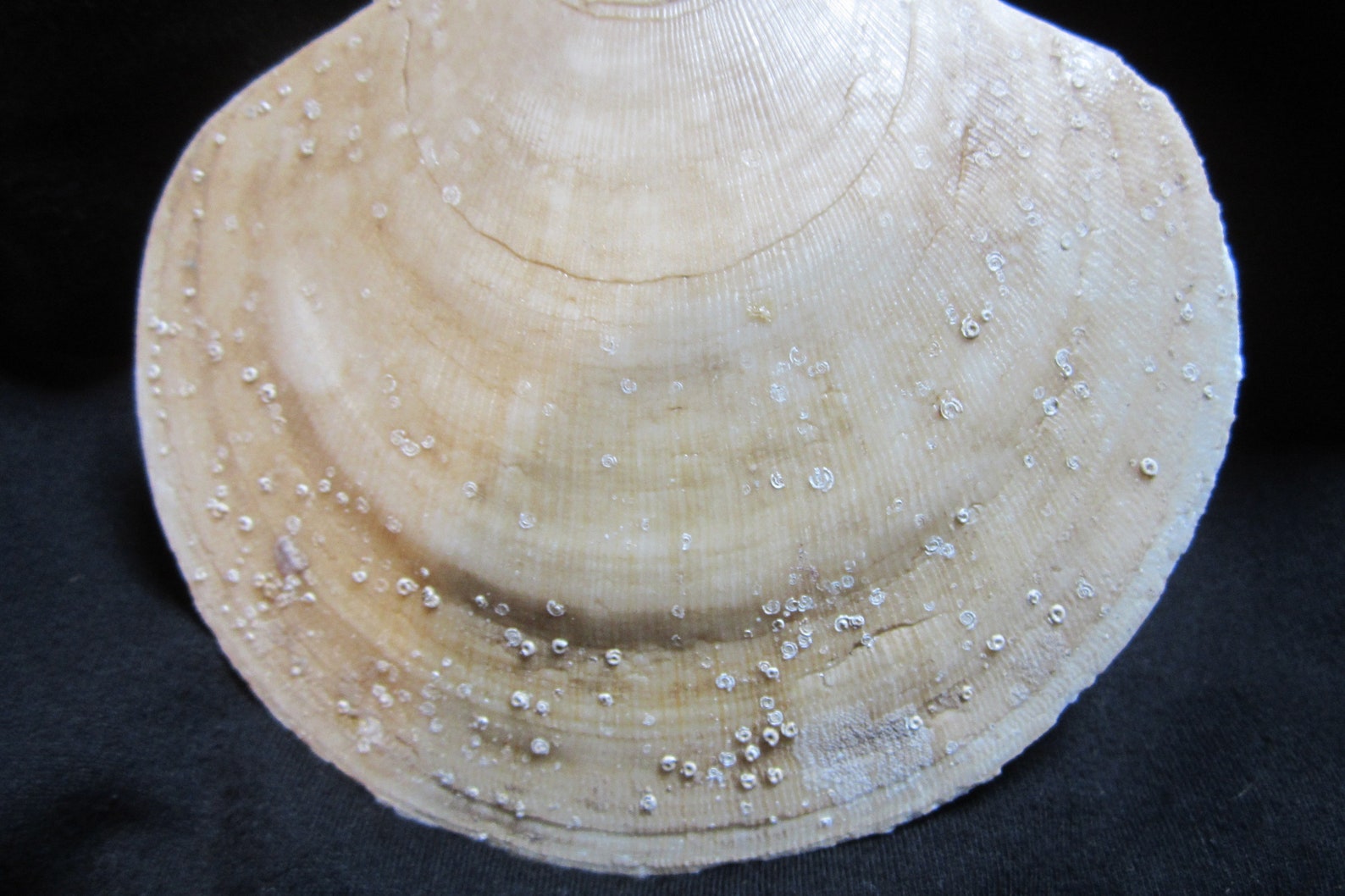 MAINE MOOSE on Local Scallop Shell - Etsy Israel