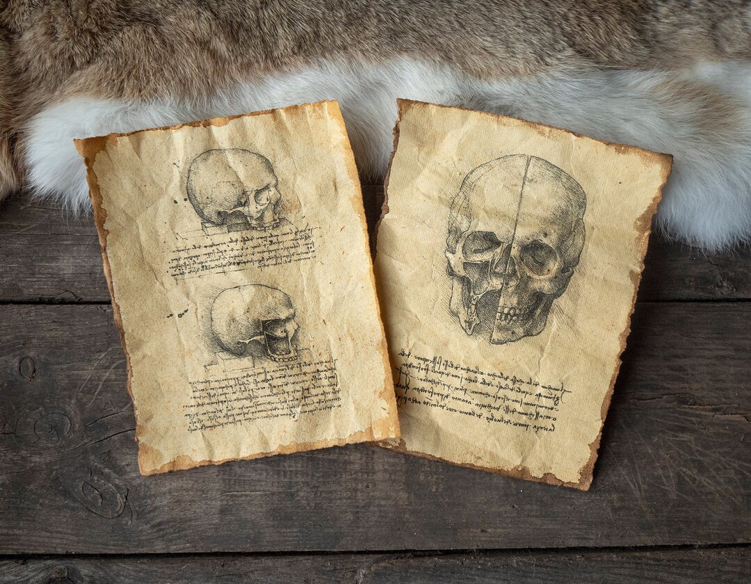 Anatomical Studies Pages of the Skull - Leonardo Da Vinci Inspired ...