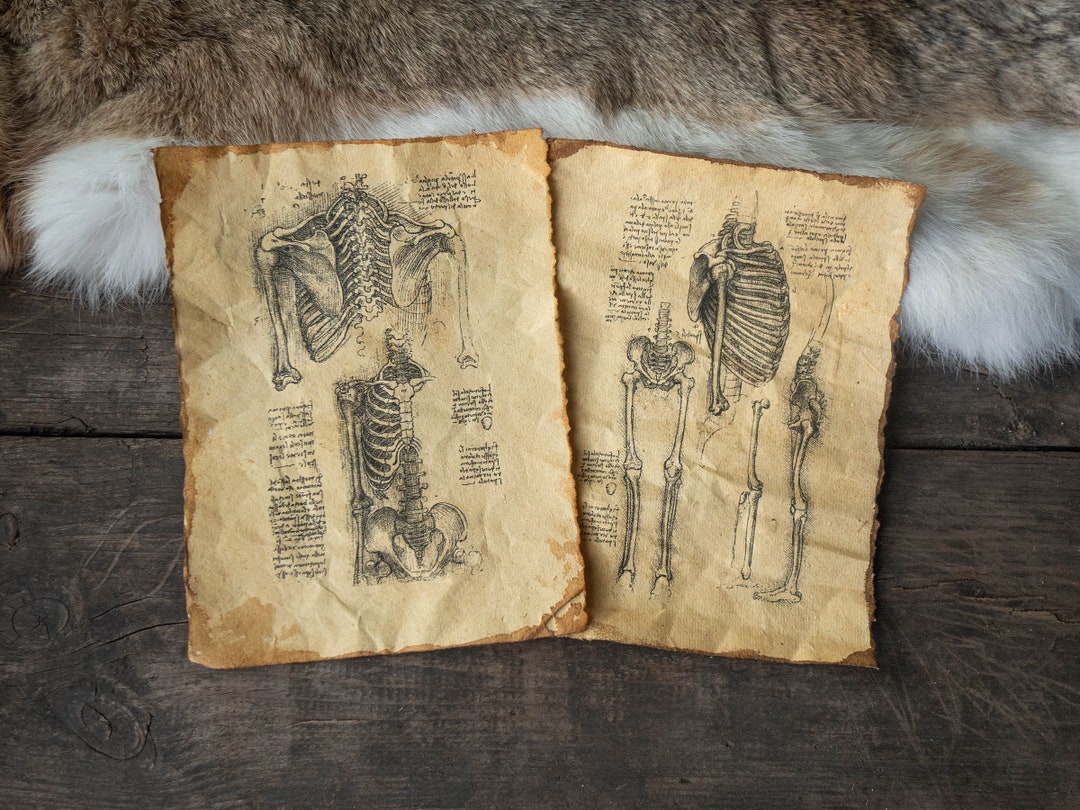 Anatomical Studies Pages of the Skeleton - Leonardo Da Vinci Inspired ...