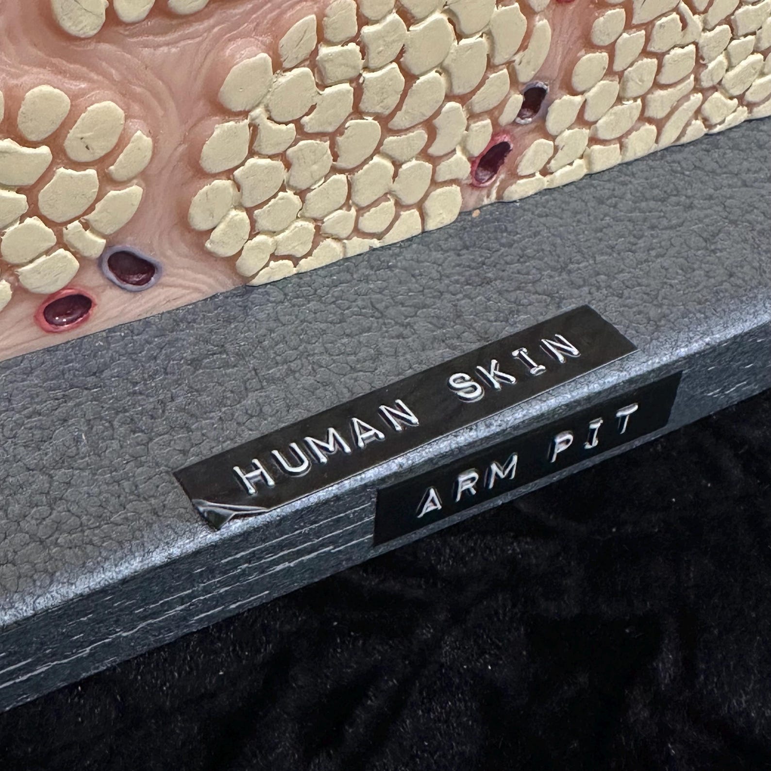Vintage SOMSO Numbered and Labeled Skin Anatomical Model Trifecta - Etsy