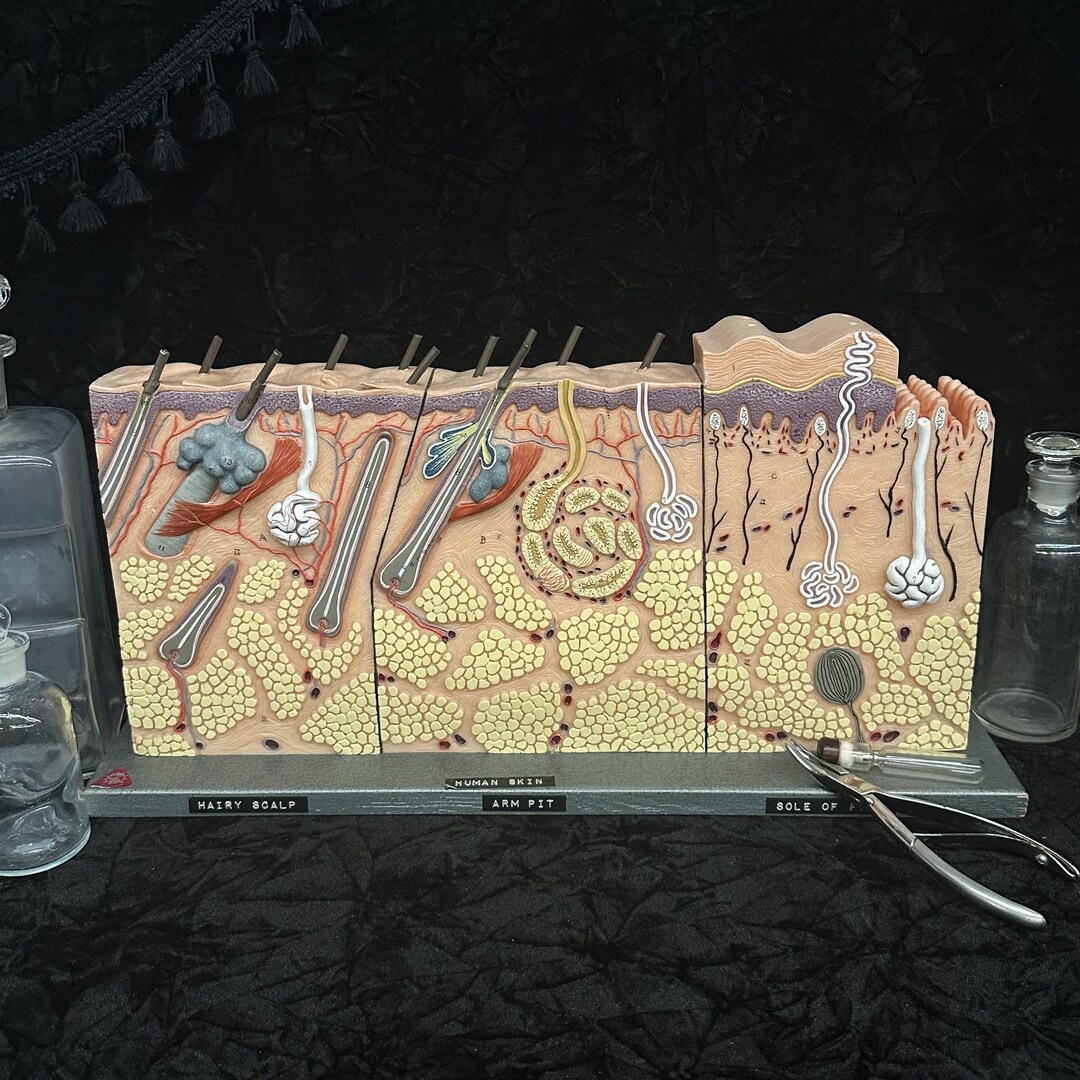 Vintage SOMSO Numbered and Labeled Skin Anatomical Model Trifecta - Etsy