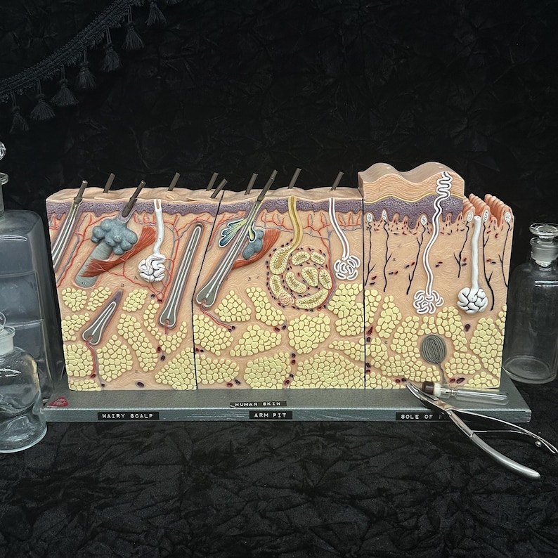 Vintage SOMSO Numbered and Labeled Skin Anatomical Model Trifecta - Etsy
