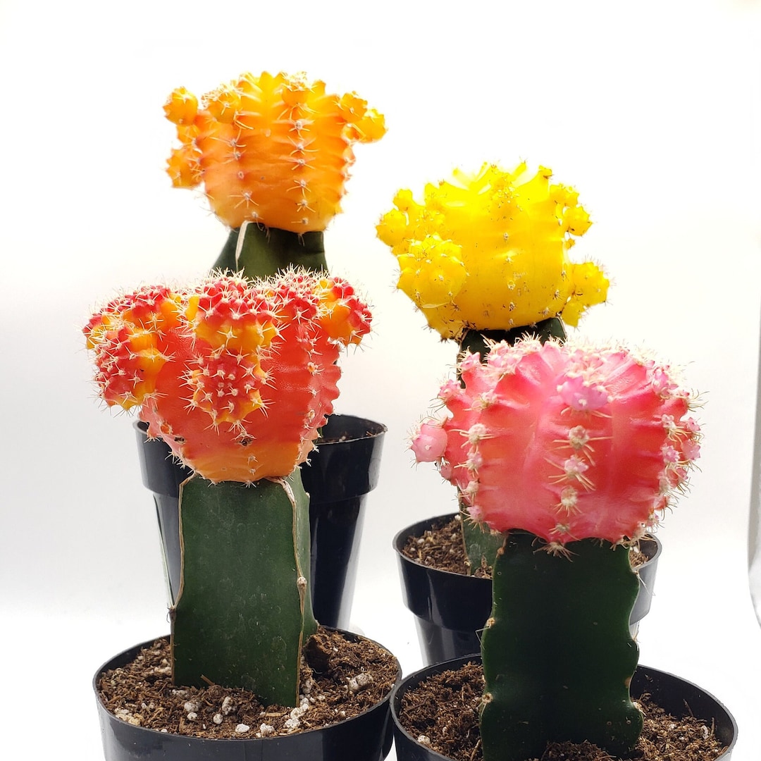 Neon Glow Cactus in 2.5" Container - Weddings, Bridal Shower, Baby ...