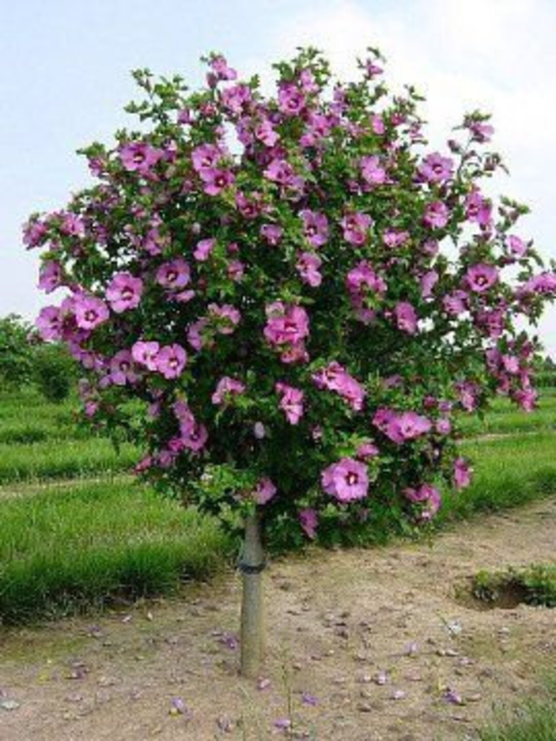 Rose of sharon hibiscus store