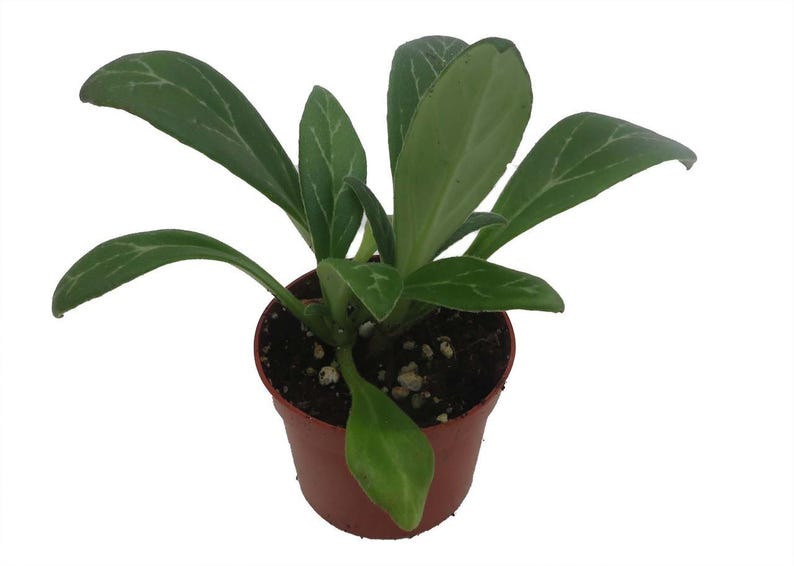Venus Asian Violet - Primulina - 2.5" Pot - Blooming House Plant - Etsy