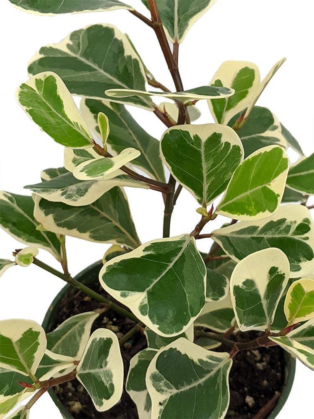 Rare Variegated Triangle Weeping Fig Ficus Triangularis Variegata 6 Pot ...