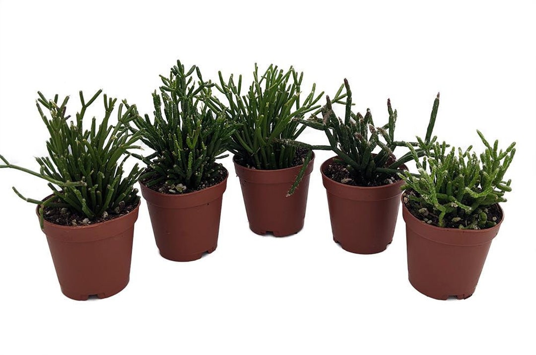 Drunkard's Dream Cactus/spice Cactus Rhipsalis 5 Pack 2 Pots - Etsy