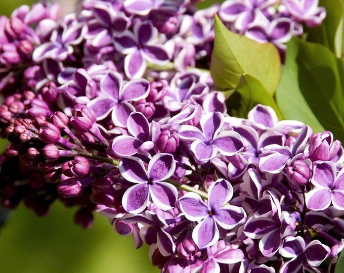Sensation French Lilac syringa Live Plant - Etsy