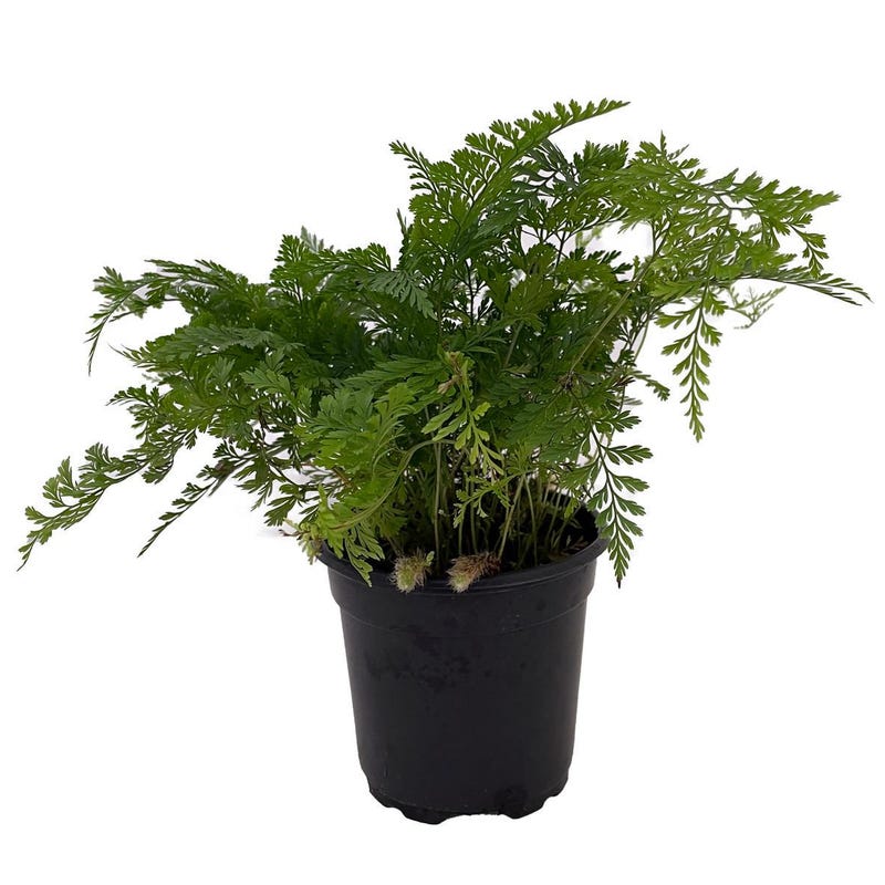 Rabbit Foot Fern - Etsy