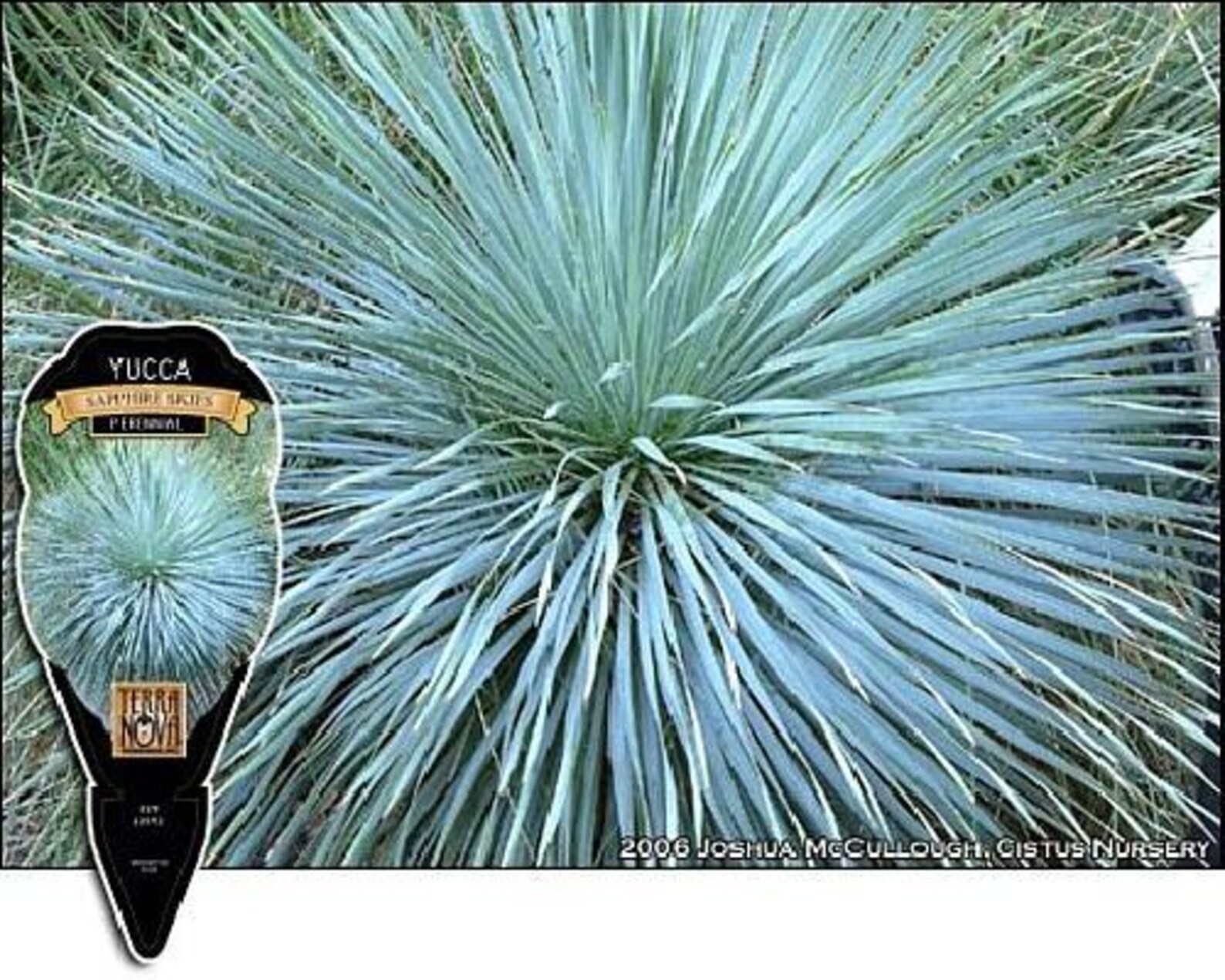 Sapphire Skies Yucca Powder Blue Leaves Full Sun 4 Pot - Etsy