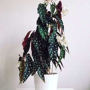 Rare Polka Dot Bat Wing Begonia Plant Begonia Maculata - Etsy