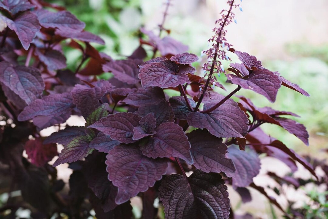 Red Perilla Plant Herb/shiso Ohba 3 Pot - Etsy