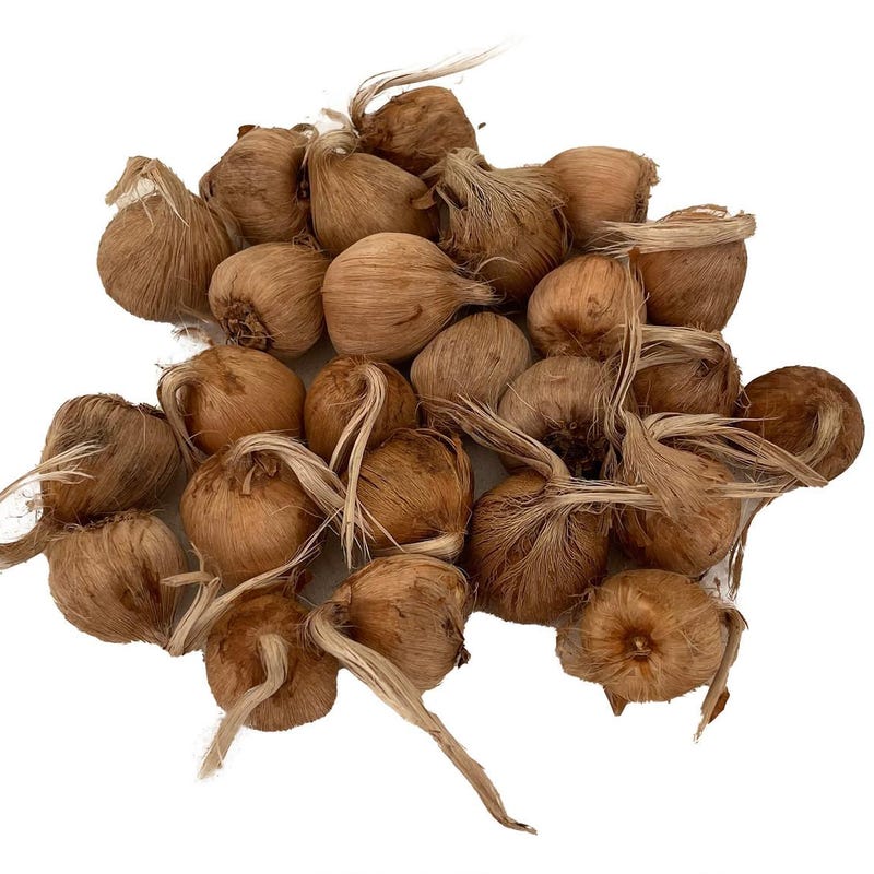 Corms Bulb Seeds - Etsy